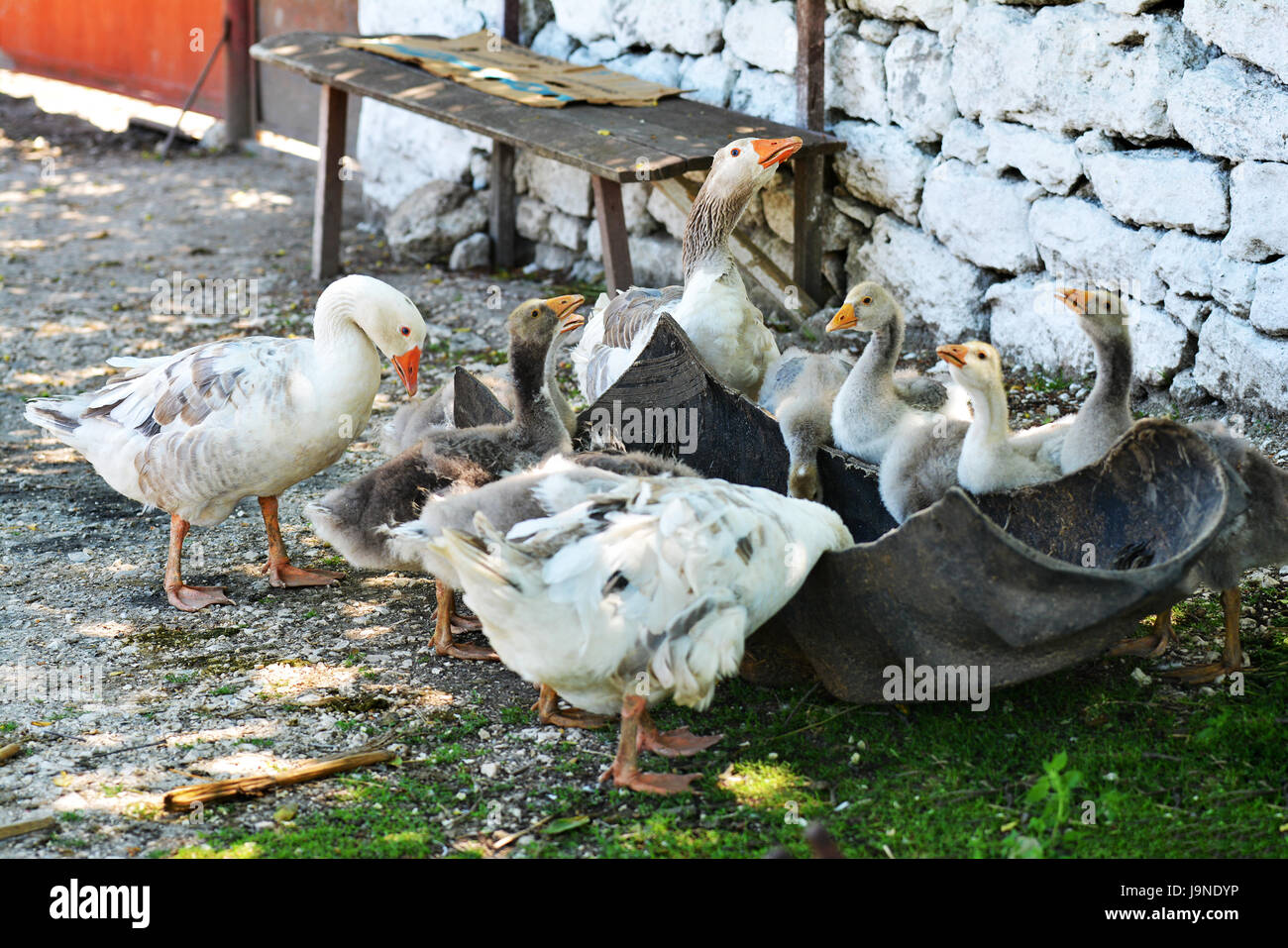 Geese drinking water Stock Photo - Alamy