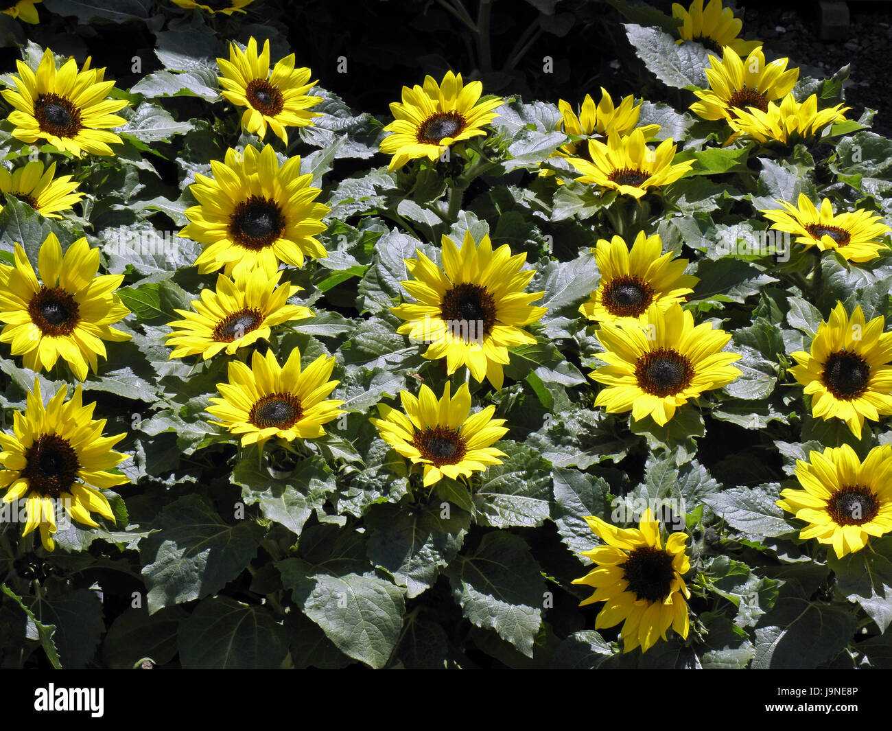 Summer plants and flowers,Croatia,Europe,17 Stock Photo - Alamy