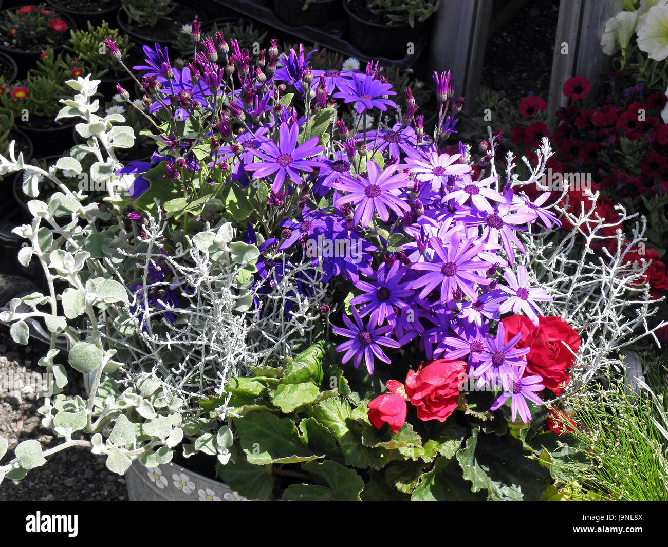 Europe plants hi-res stock photography and images - Alamy