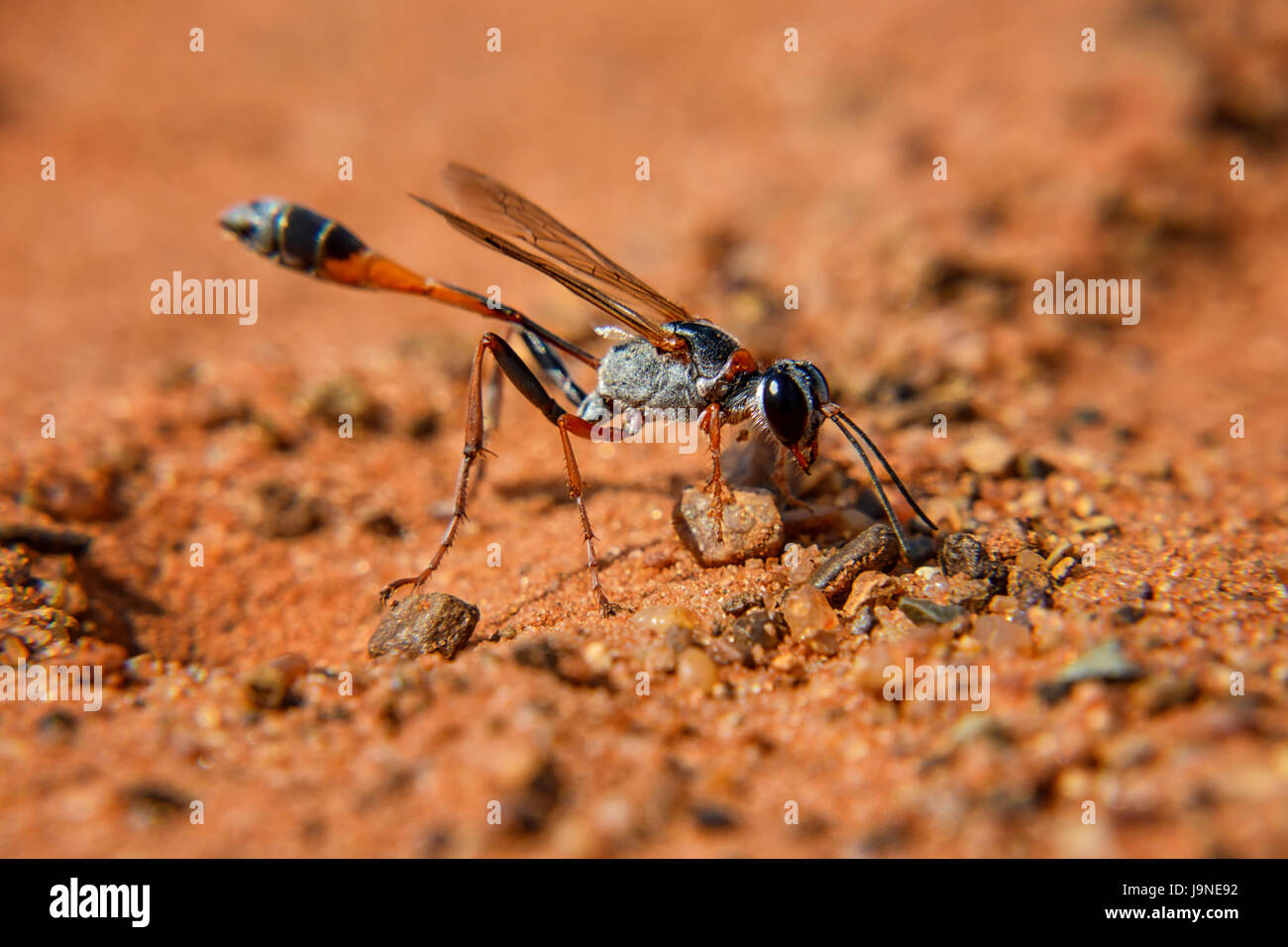 An Ammophila Wasp in Southern African savanna Stock Photo - Alamy
