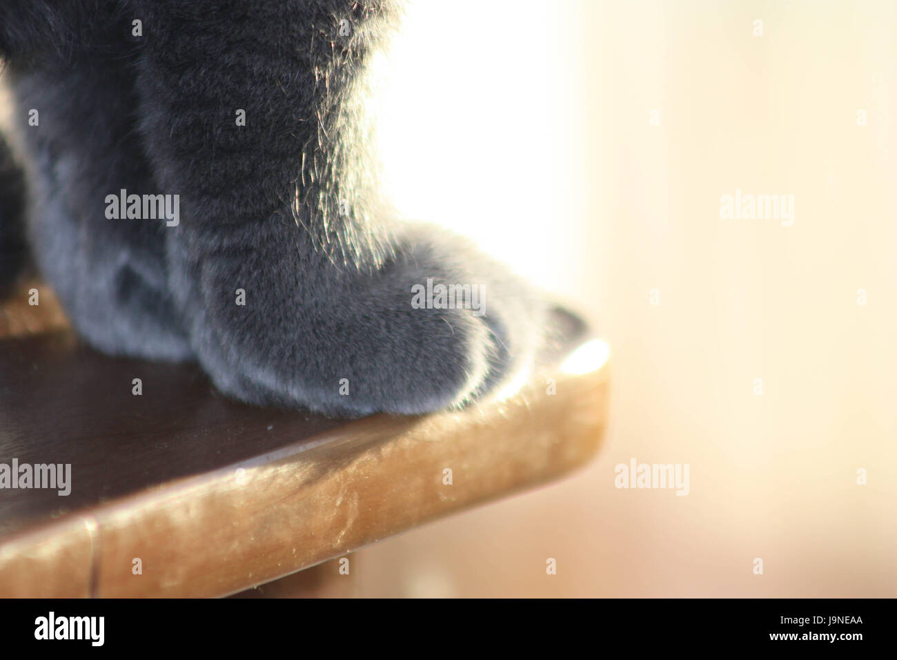 Paws of the cat. Soft fluffy paws Stock Photo - Alamy