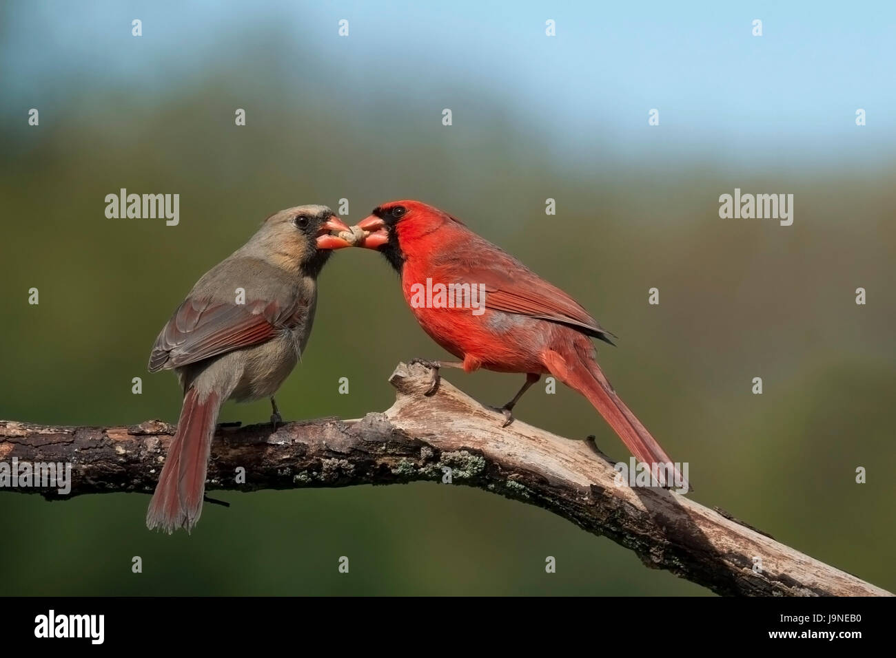 Male and female cardinals hi-res stock photography and images - Alamy