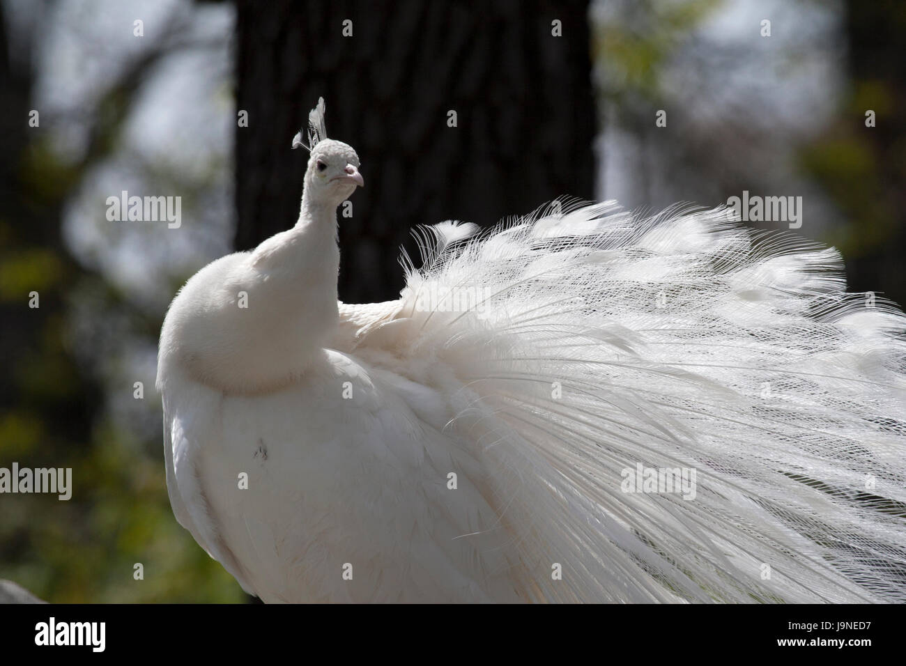 Albino peacock hi-res stock photography and images - Alamy