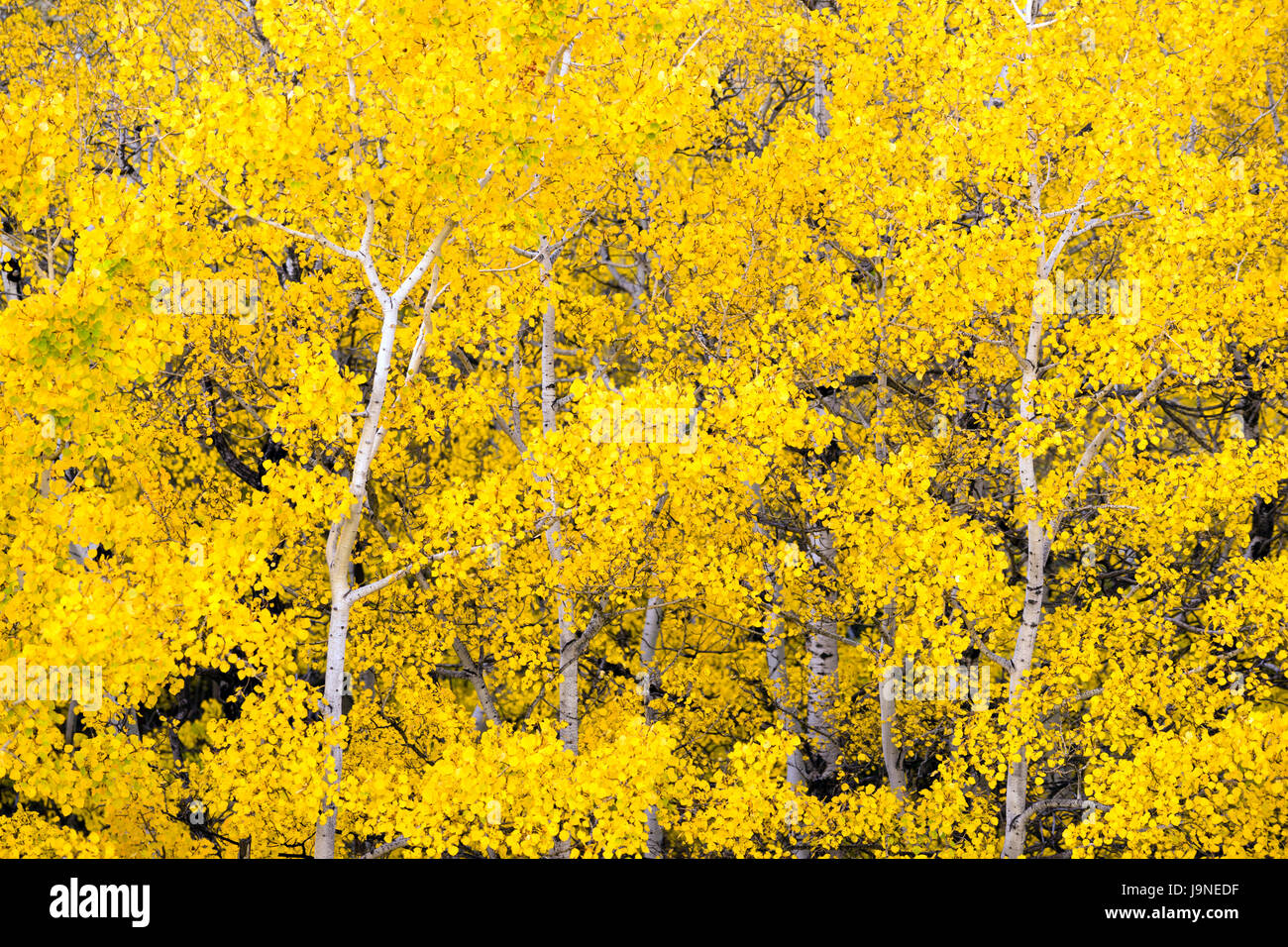 Intense yellow color in an Aspen Tree stand as the seasons change Stock ...