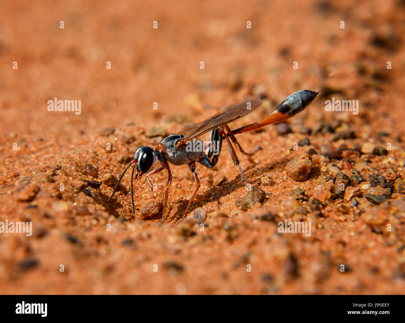 An Ammophila Wasp in Southern African savanna Stock Photo - Alamy
