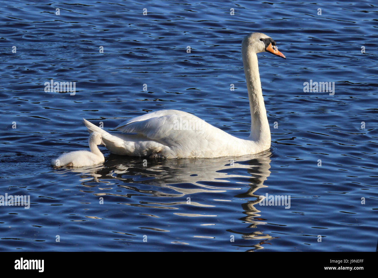 Cygnet family hi-res stock photography and images - Alamy