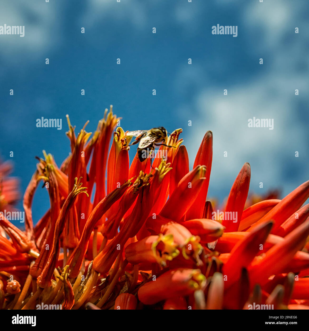 A Cape Honey Bee on a red Aloe plant in Southern Africa Stock Photo - Alamy