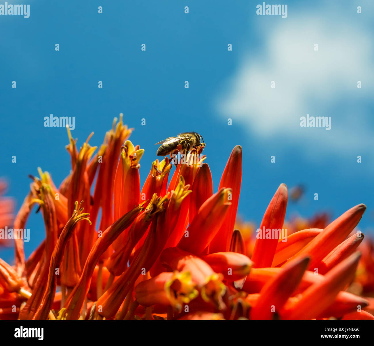 Cape honeybee hi-res stock photography and images - Alamy