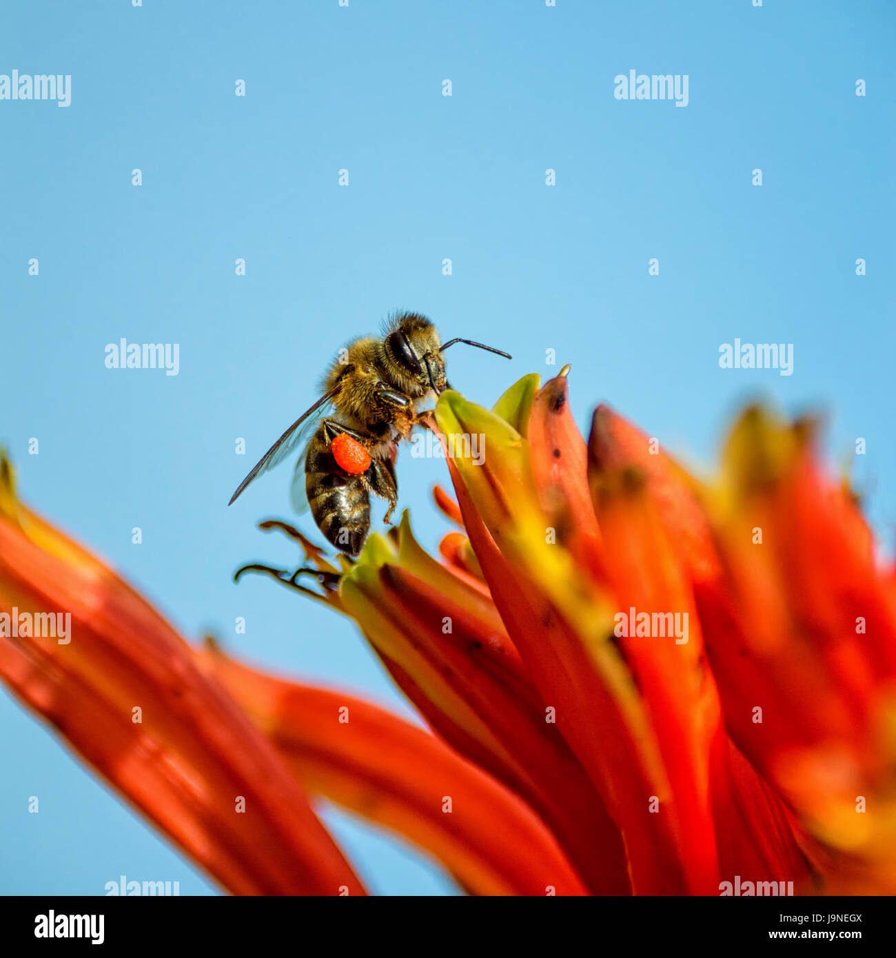 A Cape Honey Bee on a red Aloe plant in Southern Africa Stock Photo - Alamy