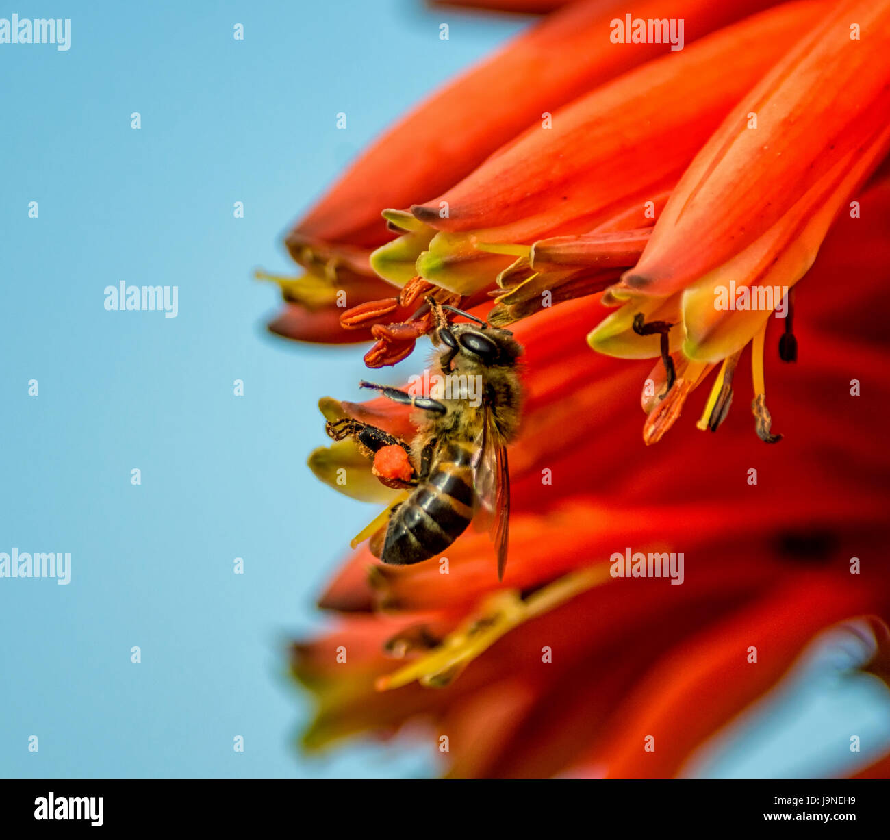 A Cape Honey Bee on a red Aloe plant in Southern Africa Stock Photo - Alamy