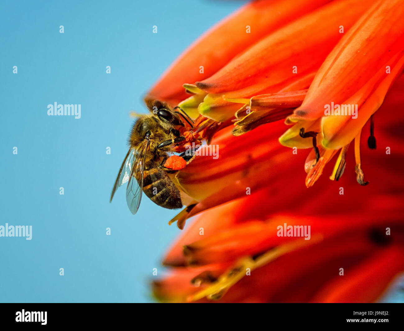 A Cape Honey Bee on a red Aloe plant in Southern Africa Stock Photo - Alamy