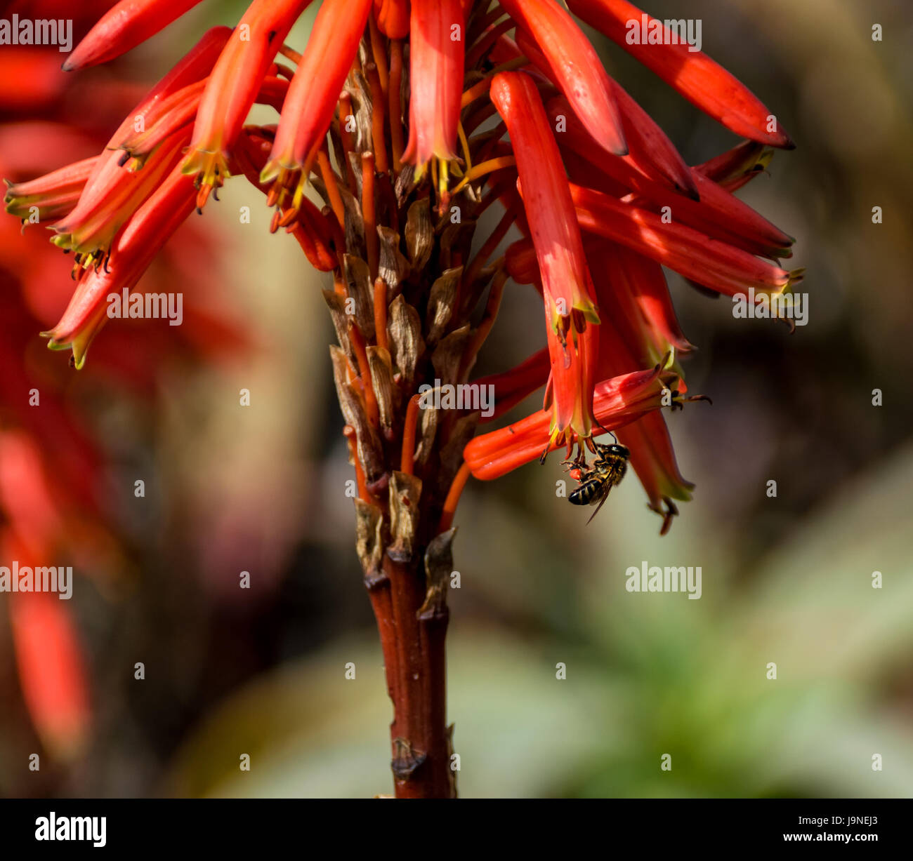 A Cape Honey Bee on a red Aloe plant in Southern Africa Stock Photo - Alamy