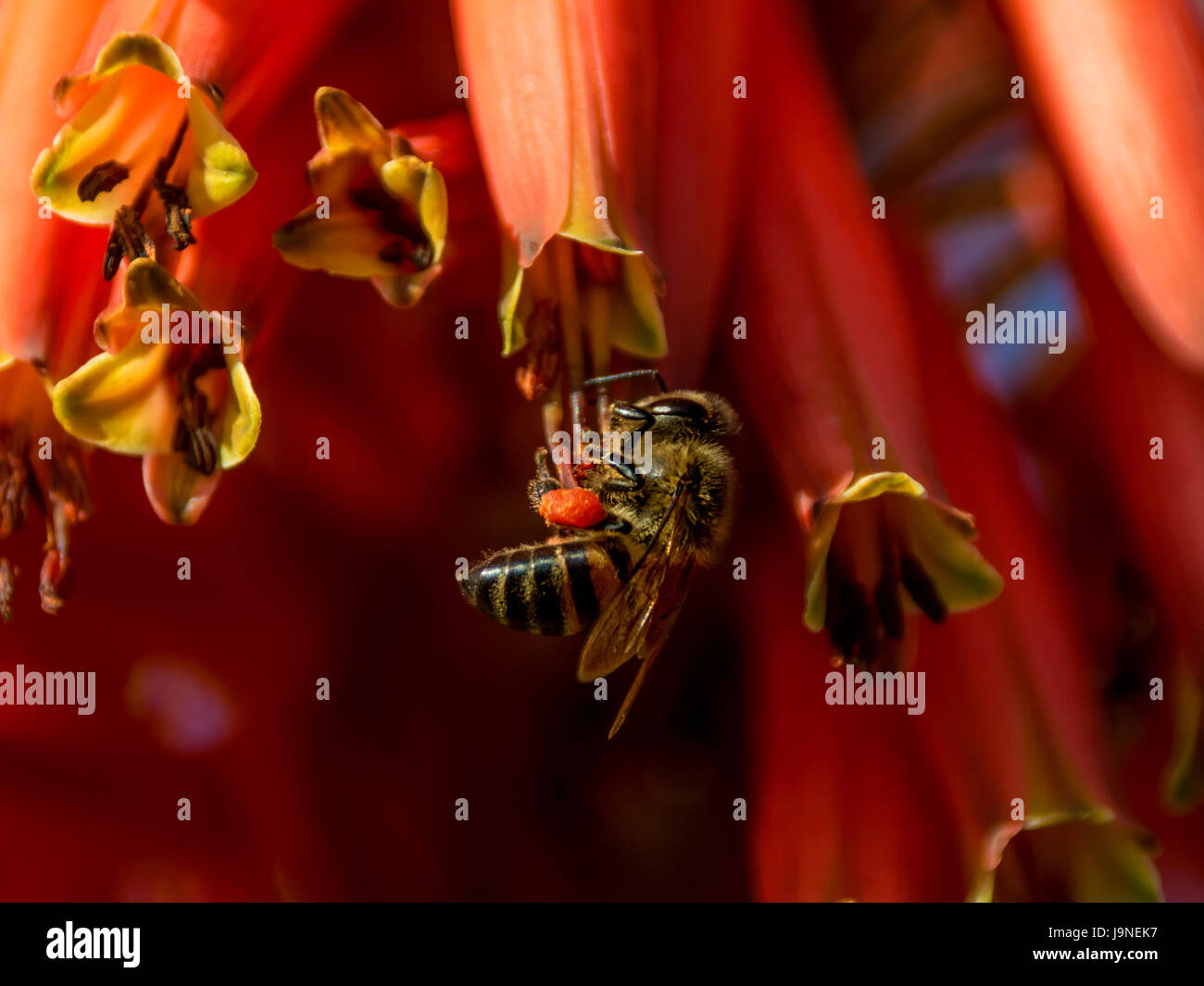 A Cape Honey Bee on a red Aloe plant in Southern Africa Stock Photo - Alamy
