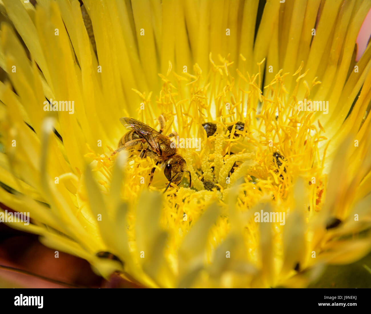 African fig fly hi-res stock photography and images - Alamy