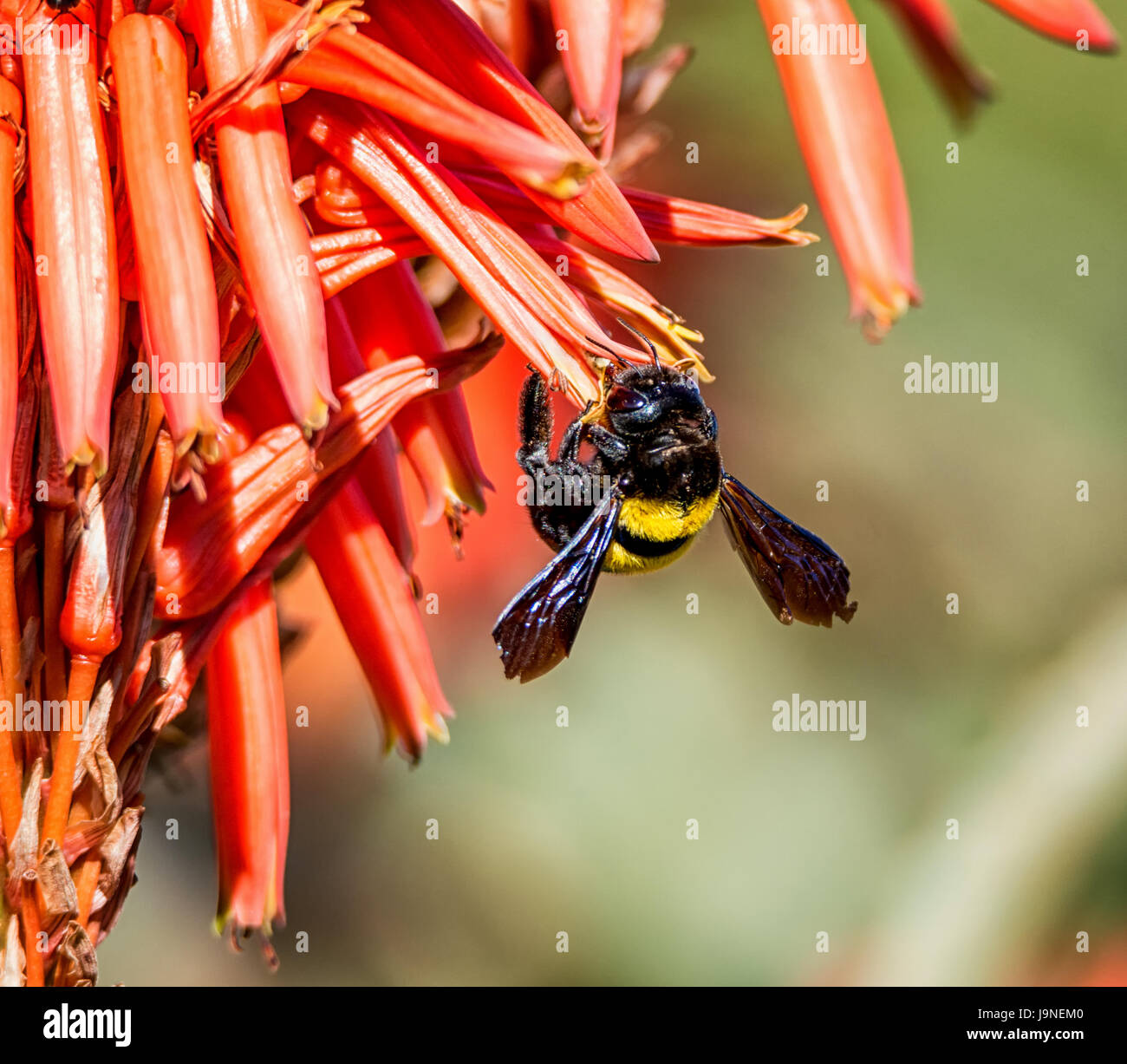 A female Carpenter Bee on a red Aloe plant in Southern Africa Stock ...