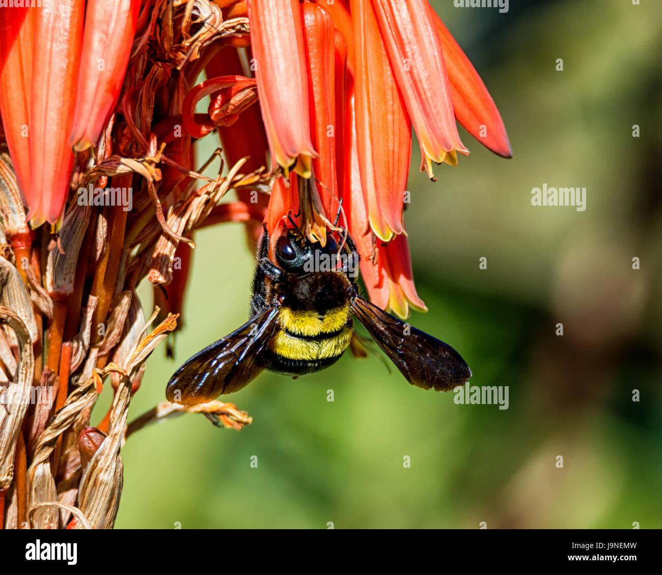 A female Carpenter Bee on a red Aloe plant in Southern Africa Stock ...