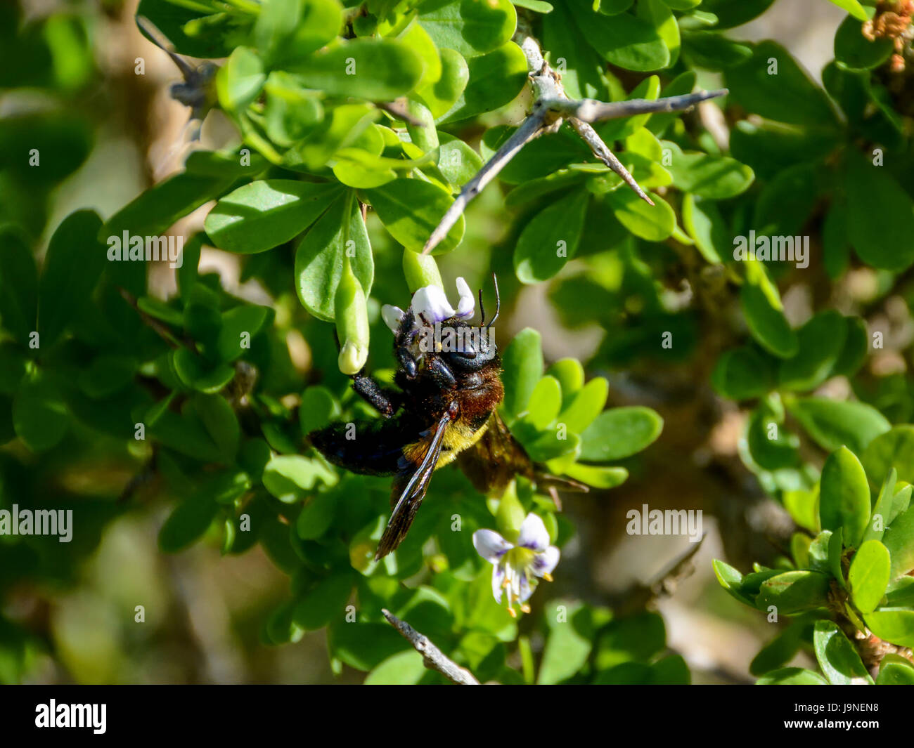 Female carpenter bee hi-res stock photography and images - Alamy
