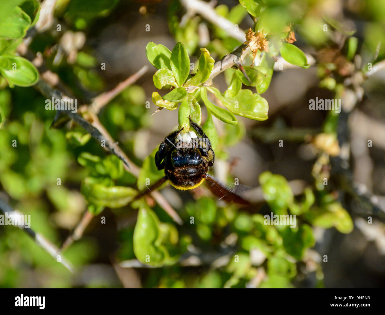 A female Carpenter Bee on a bush in Southern Africa Stock Photo - Alamy