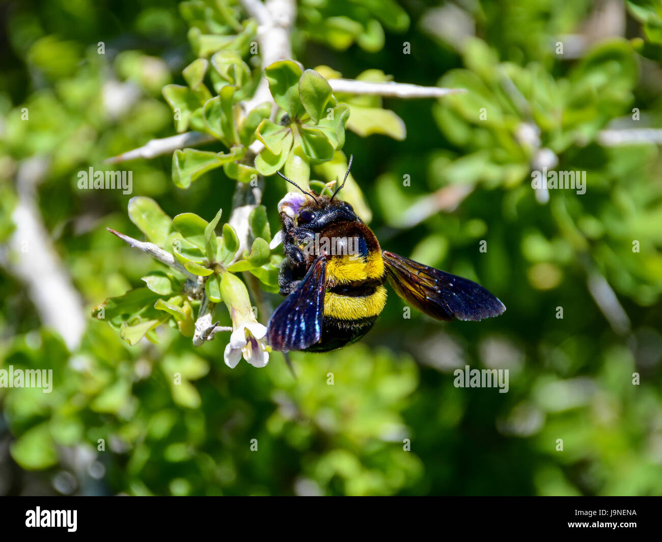 A female Carpenter Bee on a bush in Southern Africa Stock Photo - Alamy