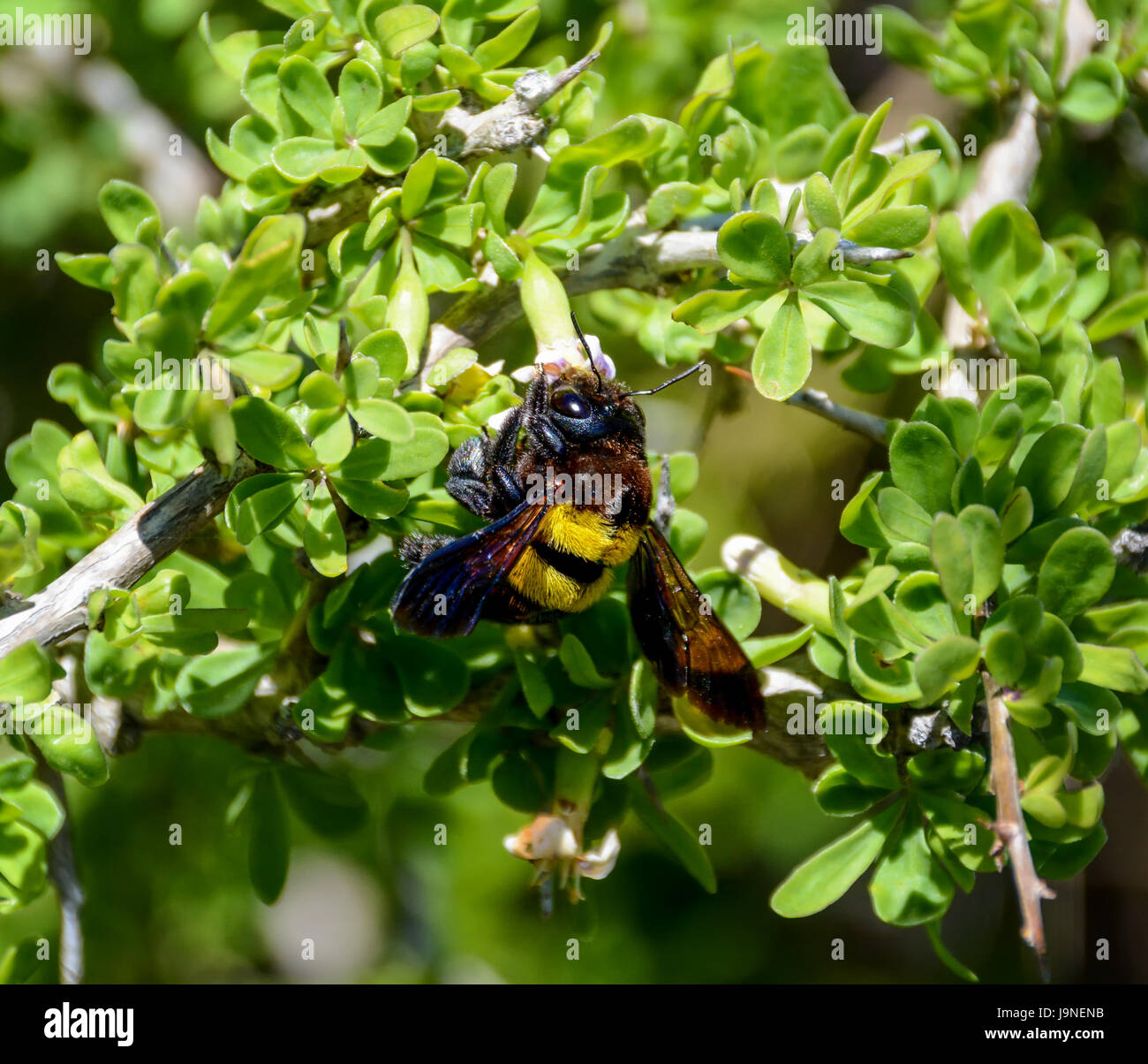 Female carpenter bee hi-res stock photography and images - Alamy