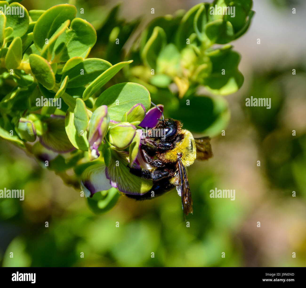 A female Carpenter Bee on a bush in Southern Africa Stock Photo - Alamy