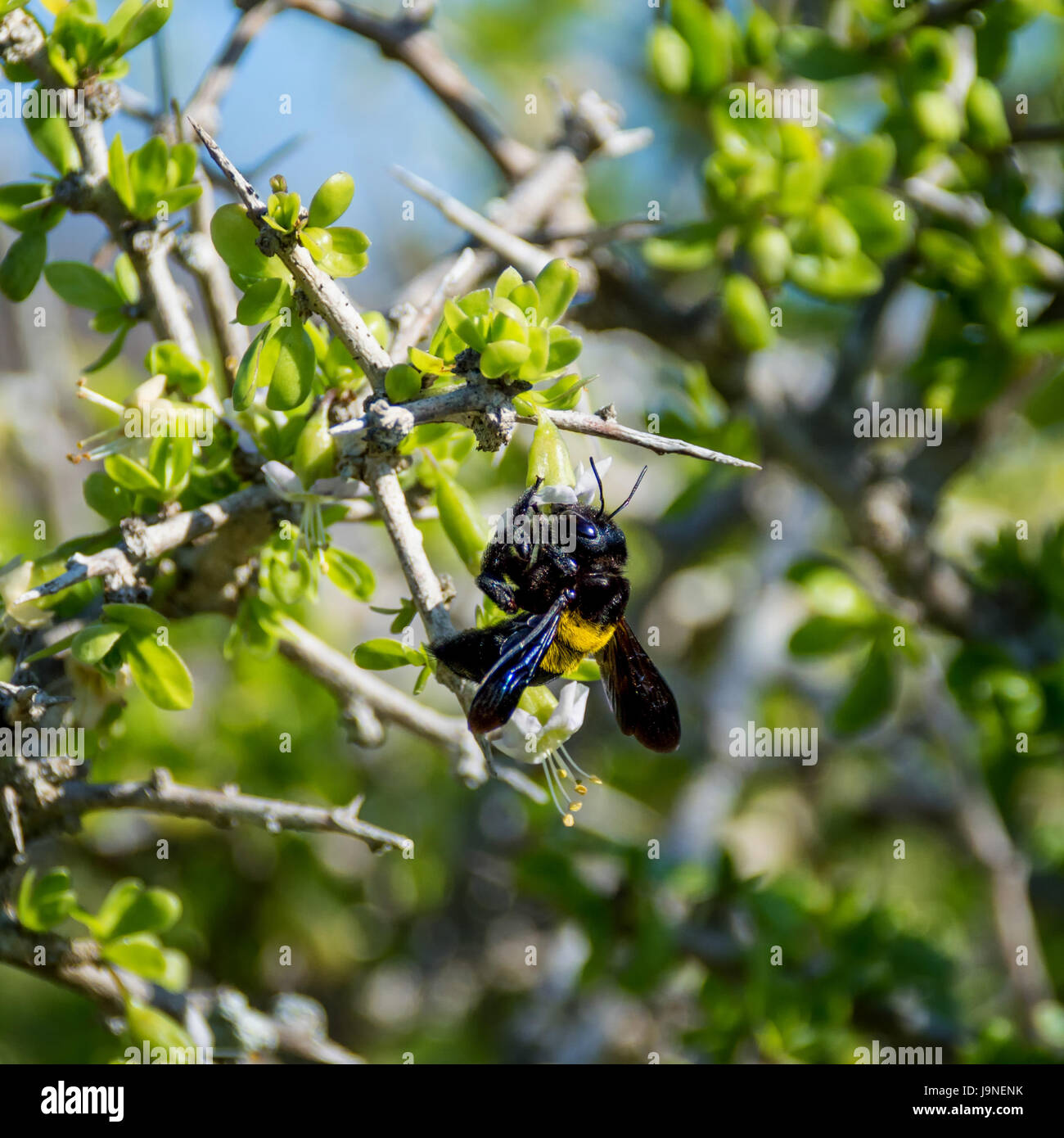A female Carpenter Bee on a bush in Southern Africa Stock Photo - Alamy