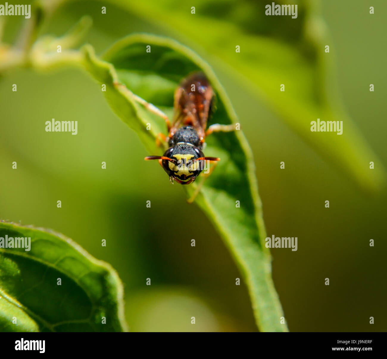 A closeup of a Wasp face Stock Photo - Alamy