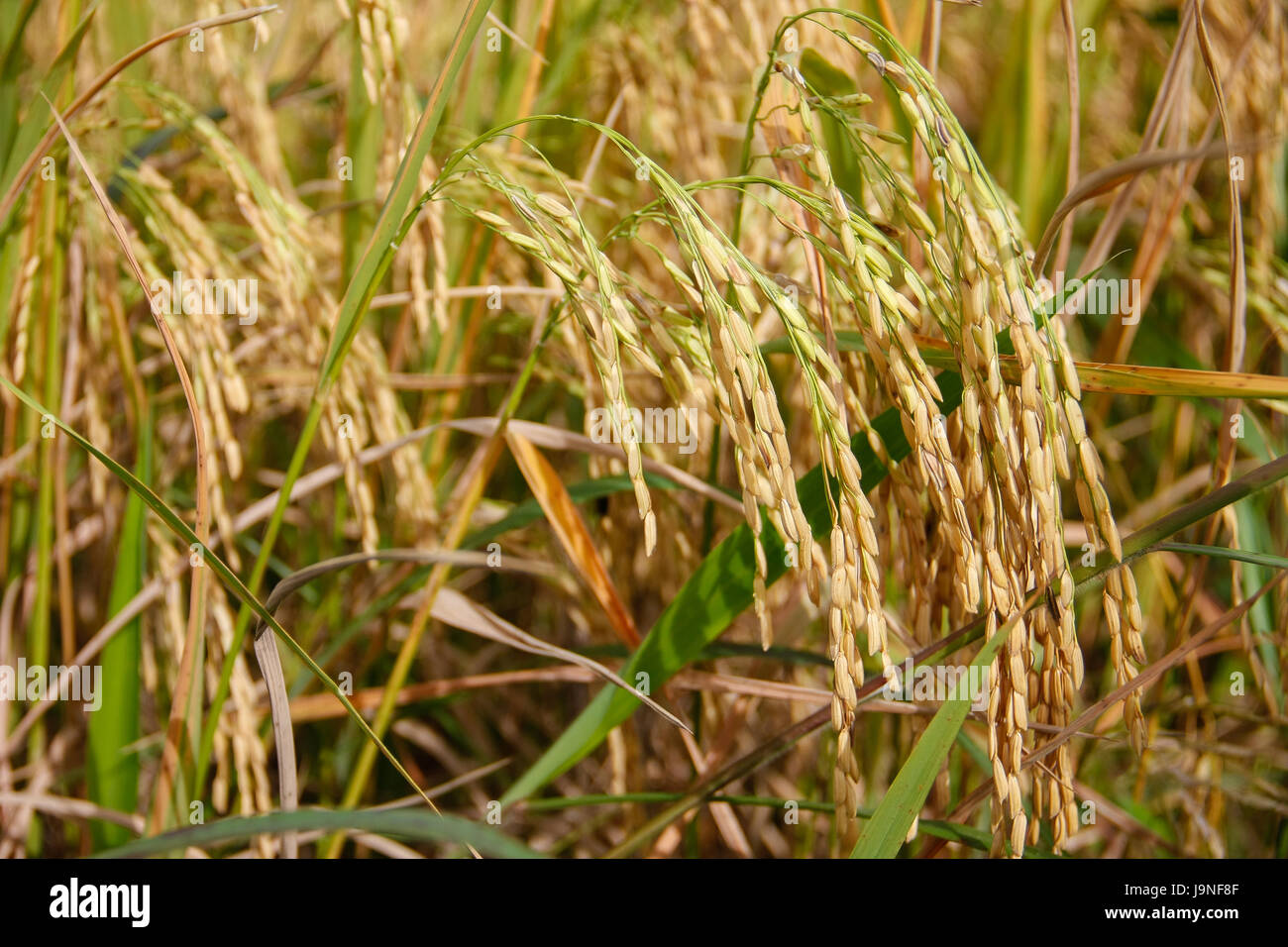 asia golden spike rice in farm Stock Photo - Alamy