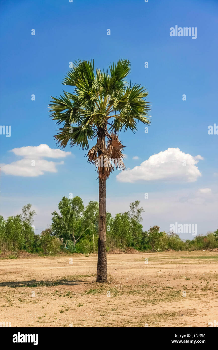 Sugar palm tree hi-res stock photography and images - Alamy