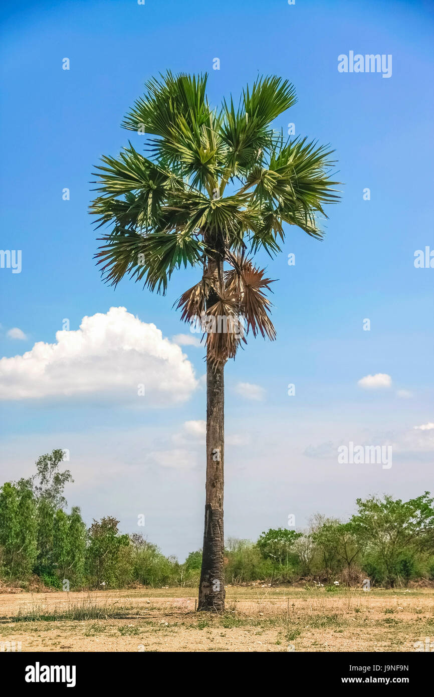 Sugar palm tree hi-res stock photography and images - Alamy