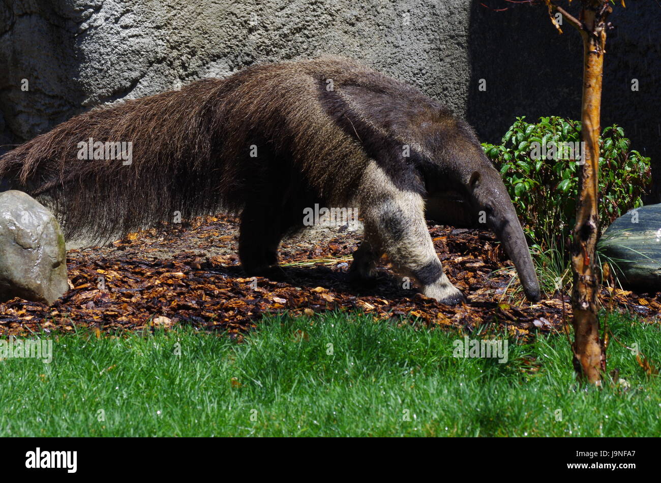The giant anteater is walking around in his exhibit at the Detroit Zoo ...