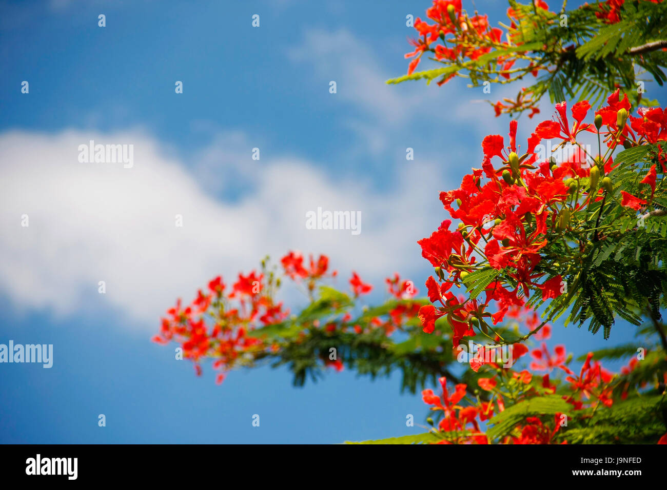 Red flamboyan hi-res stock photography and images - Alamy