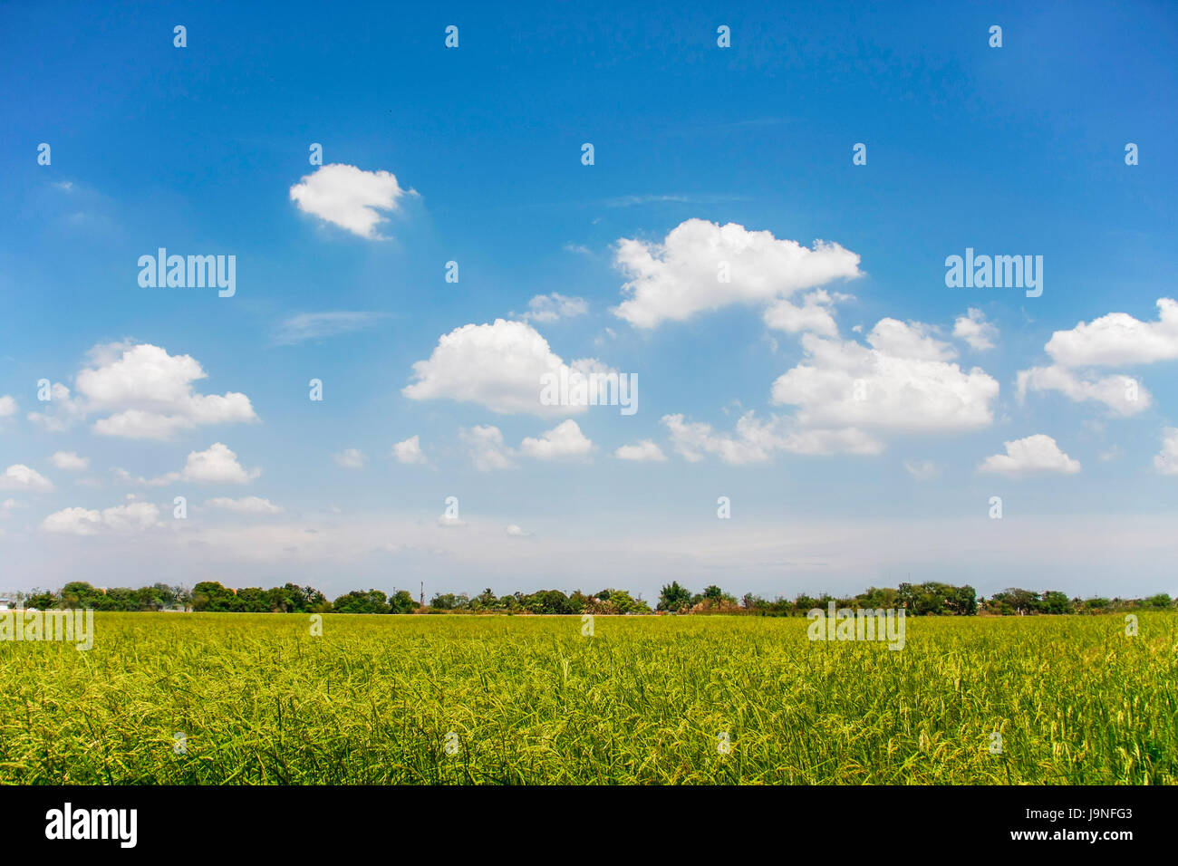 young rice farm with blue sky on bright day, rice agriculture Stock ...