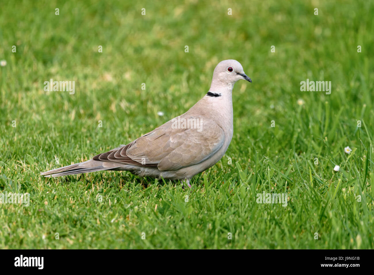 Grey Collared Dove Bird Stock Photo - Alamy