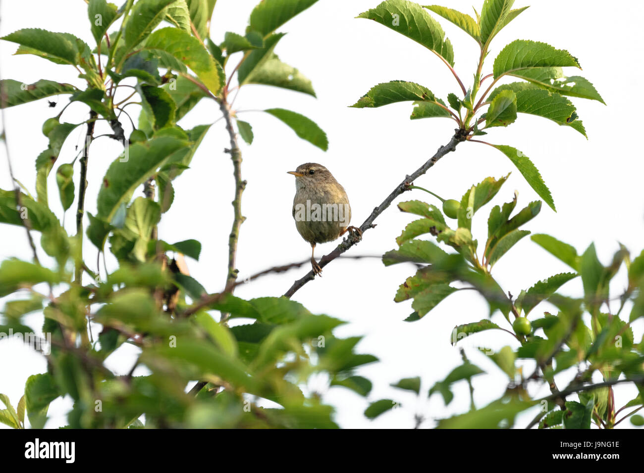 Photography small bird in tree hi-res stock photography and images - Alamy
