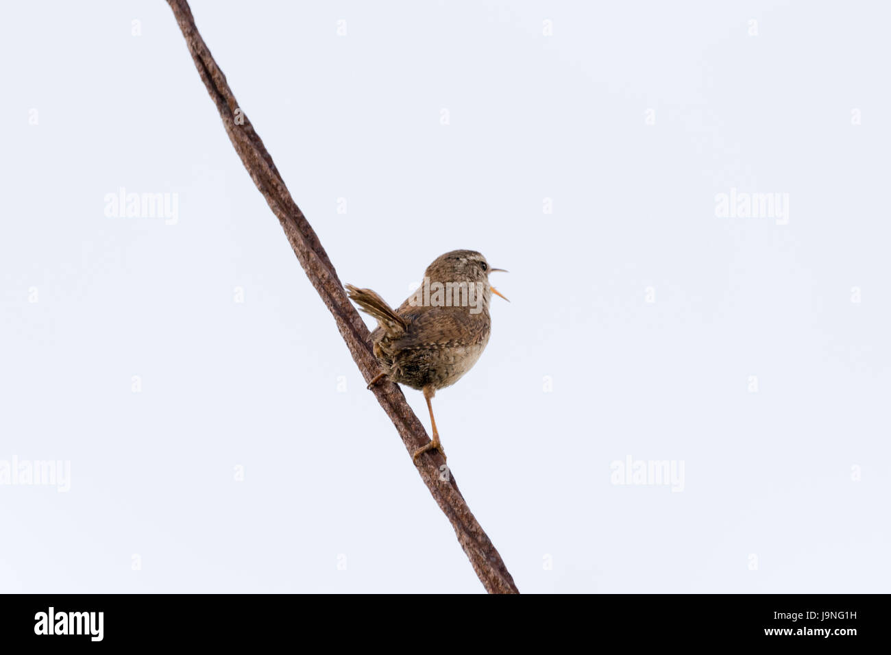 Songbird in nature hi-res stock photography and images - Alamy
