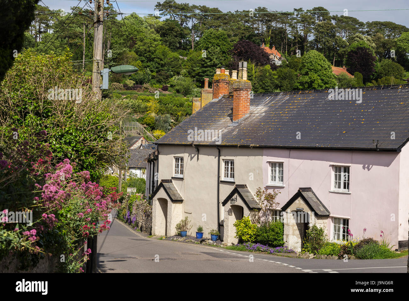 Pretty cottages in Clapp's Lane, Beer, Devon, with valerian (valeriana ...