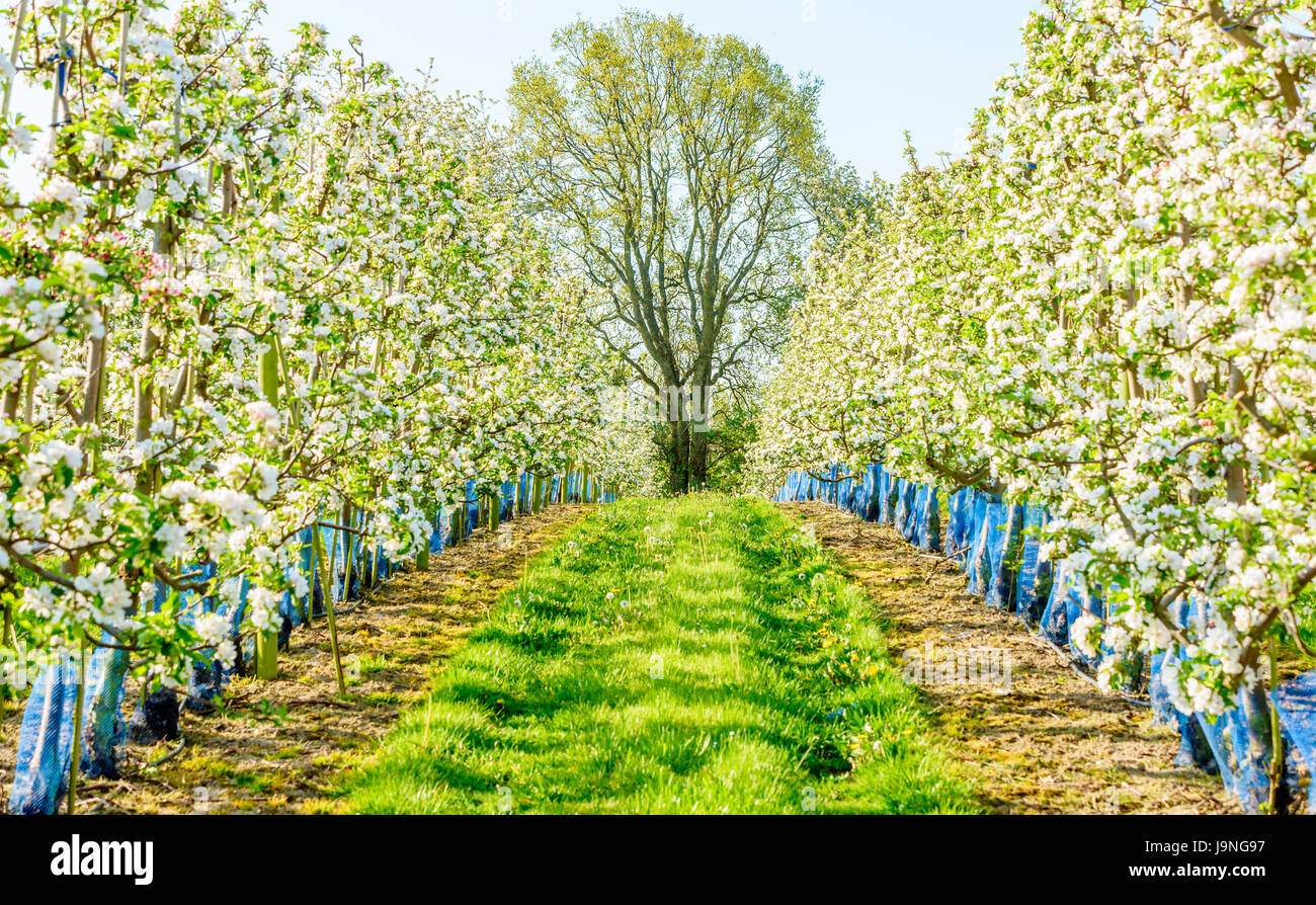 Large fragrant flower hi-res stock photography and images - Alamy