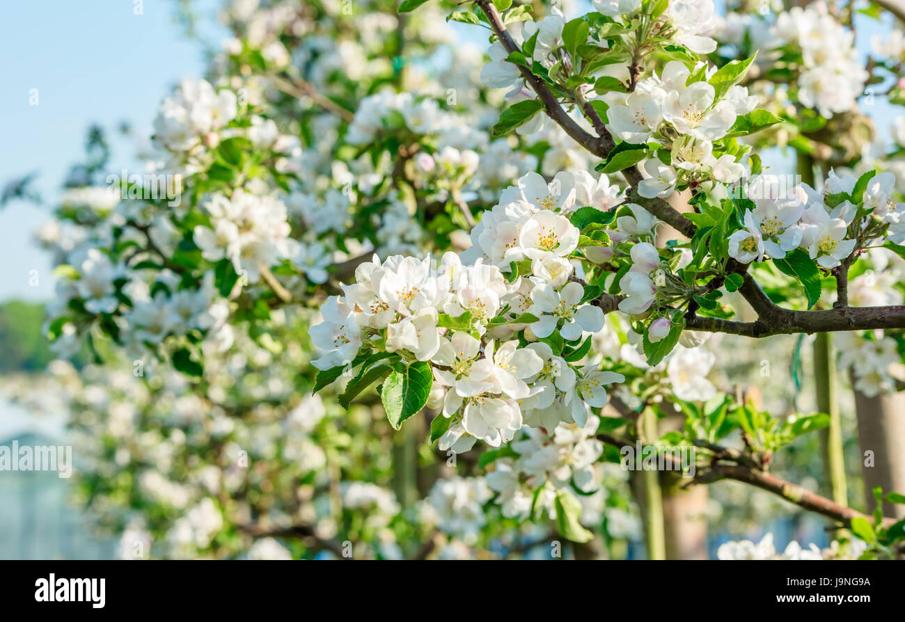 White apple tree hi-res stock photography and images - Alamy