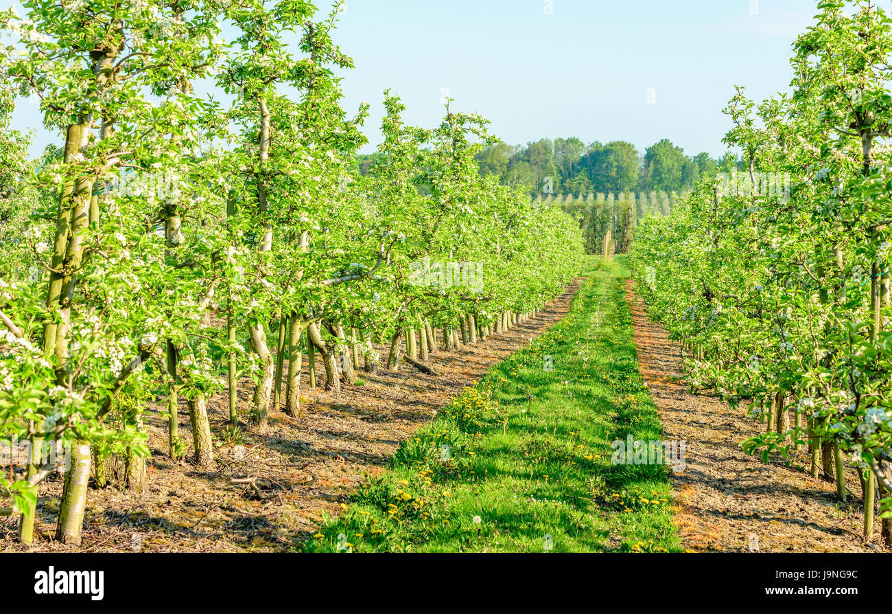 Long bloom hi-res stock photography and images - Alamy