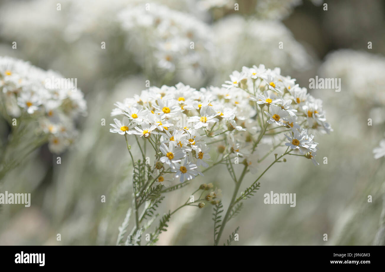flora of Gran Canaria - Tanacetum ptarmiciflorum, silver tansy, endemic ...