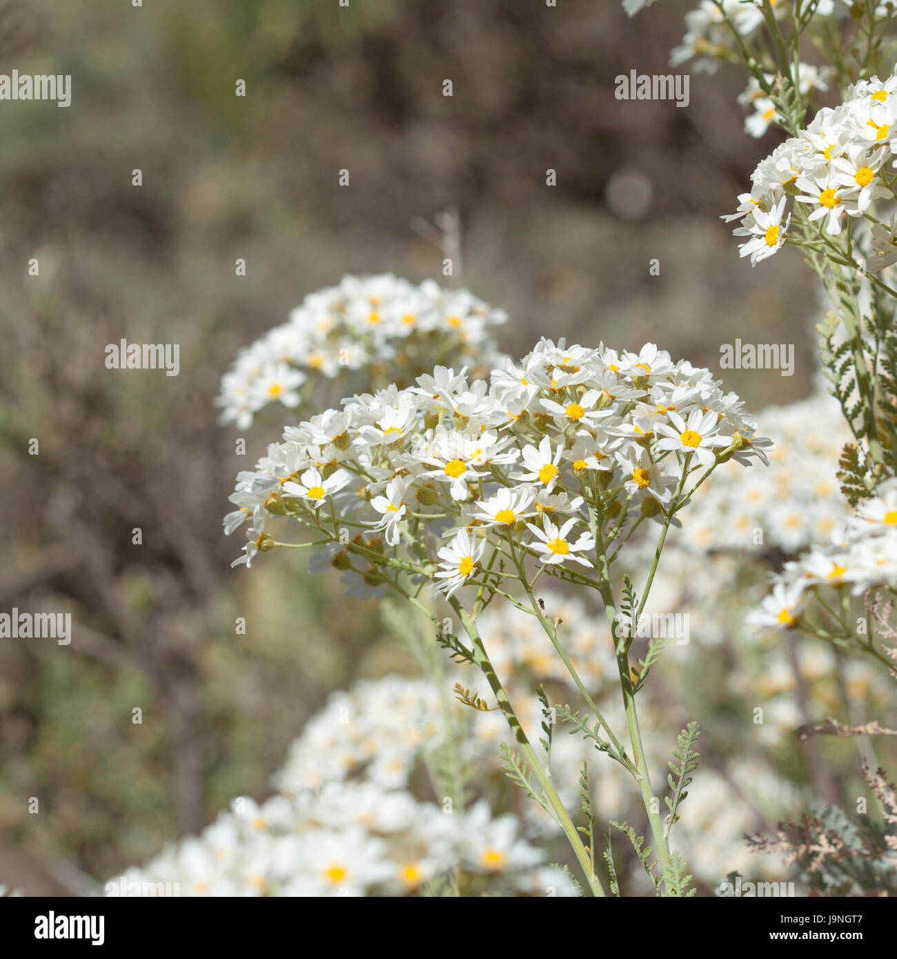 flora of Gran Canaria - Tanacetum ptarmiciflorum, silver tansy, endemic ...