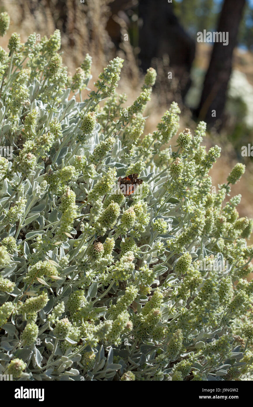 Sideritis plants hi-res stock photography and images - Alamy