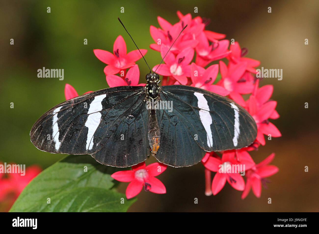 Piano key butterfly hi-res stock photography and images - Alamy