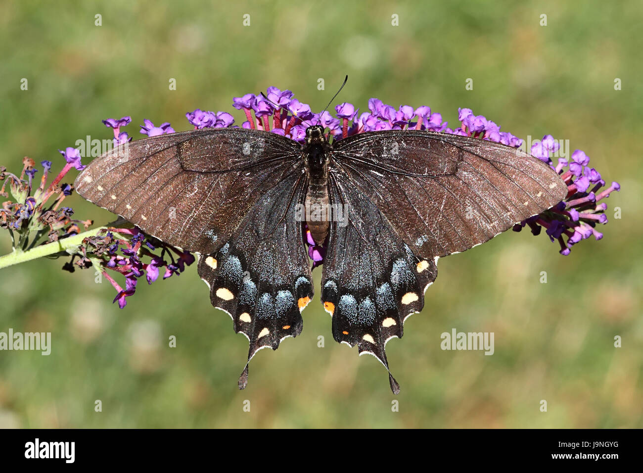 butterfly, cat, big cat, feline predator, tiger, butterflies ...