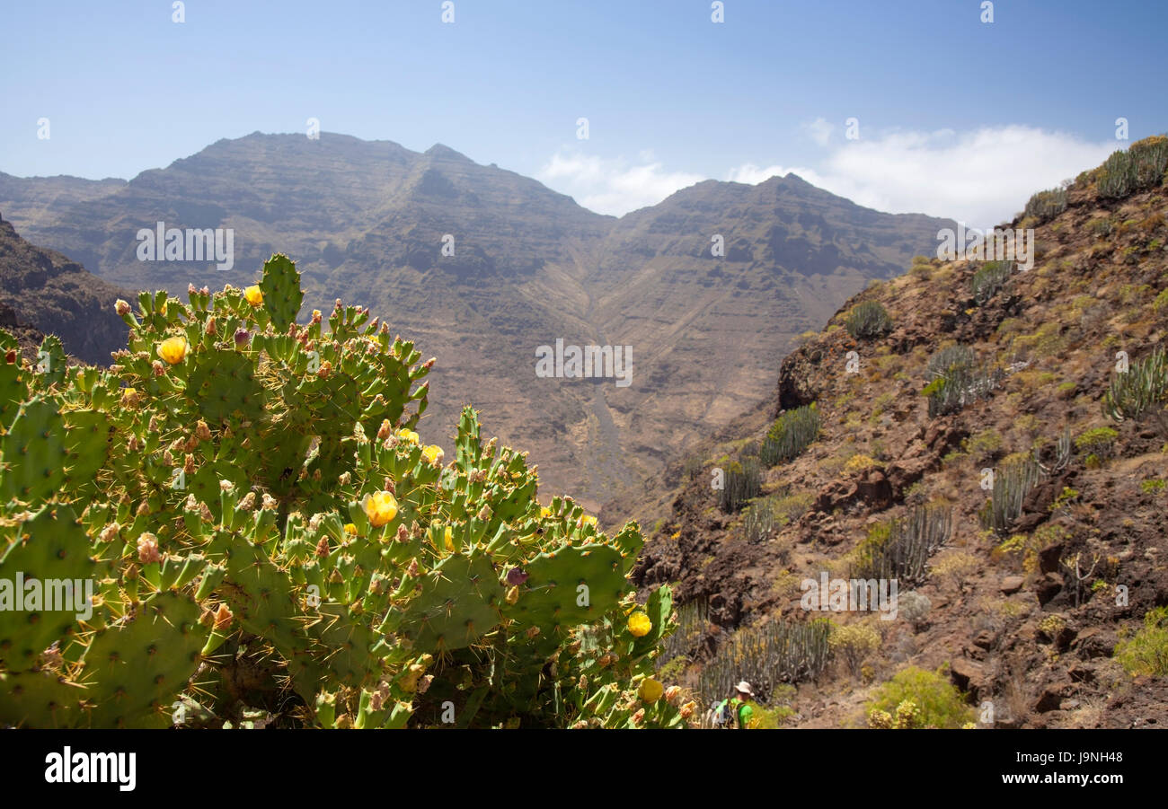 Western Gran Canaria, May, hiking route Tasartico - Playa GuiGui ...