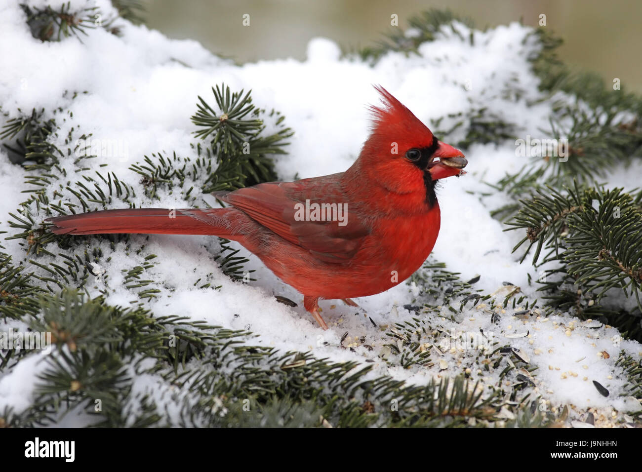 tree, bird, snow, coke, cocaine, material, drug, anaesthetic, addictive ...