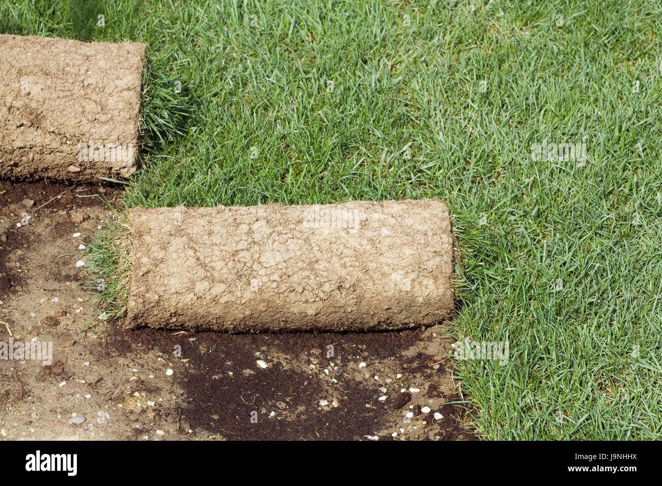 ground, soil, earth, humus, carpet, landscaping, meadow, grass, lawn ...