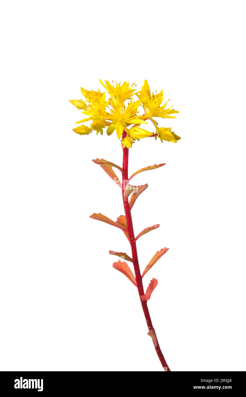 Pale yellow flowers Cut Out Stock Images & Pictures - Alamy