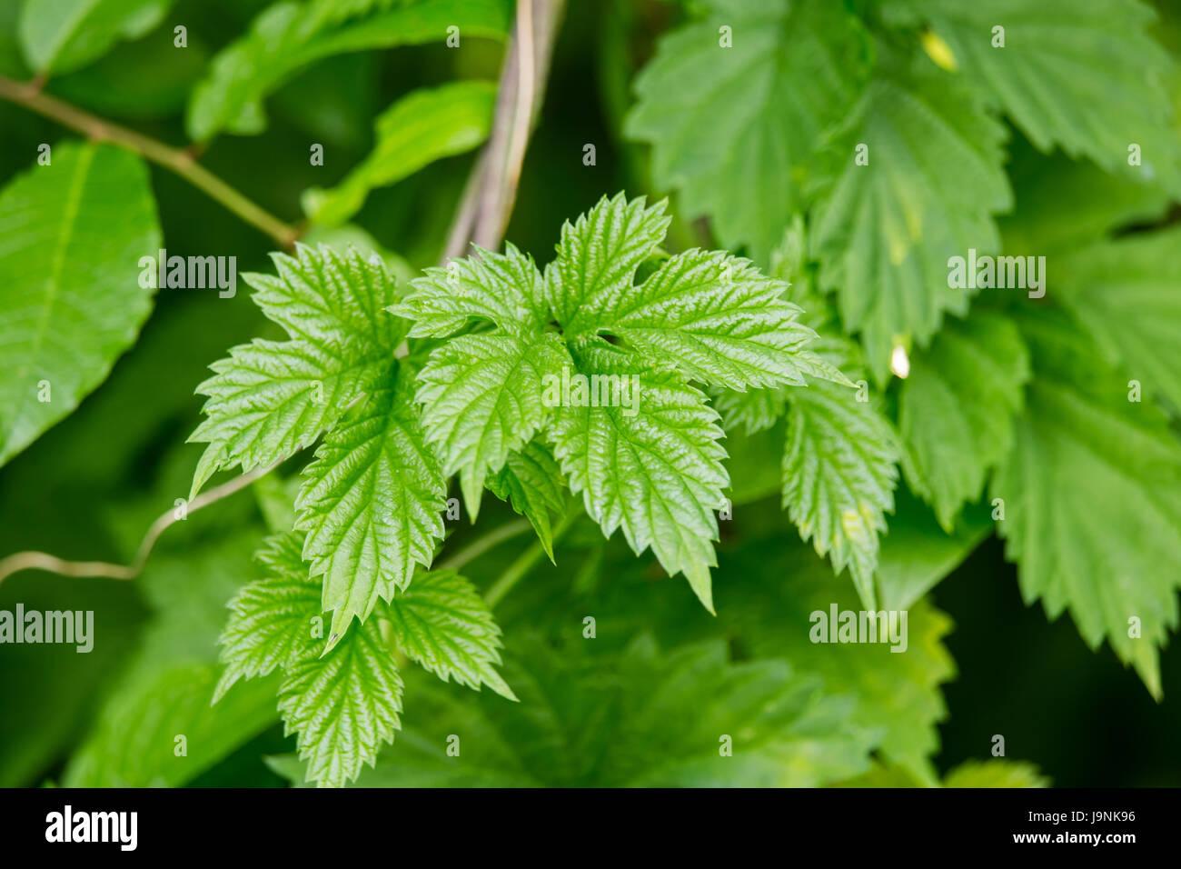 Beautiful hop leaves on a natural background Stock Photo - Alamy